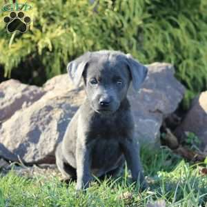 Charcoal Labrador Retriever Puppies for Sale | Greenfield Puppies