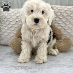 Marty Yoder - Greenfield Puppies