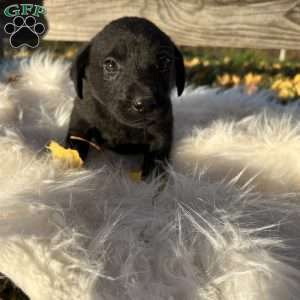 Black Labrador Retriever Puppies For Sale | Greenfield Puppies