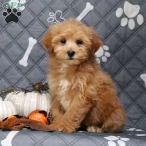 Bich-poo Puppies For Sale | Greenfield Puppies