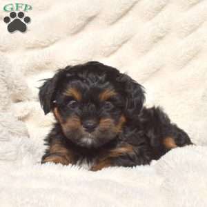 Havashu Puppies For Sale - Greenfield Puppies