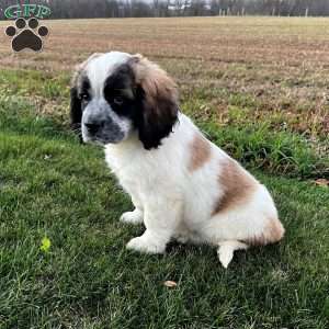 Saint Bernard Puppies for Sale | Greenfield Puppies