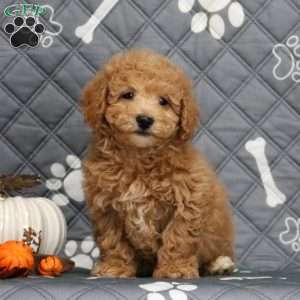 Bich-poo Puppies For Sale | Greenfield Puppies