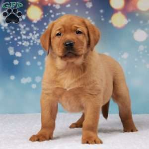 Fox Red Labrador Retriever Puppies for Sale | Greenfield Puppies