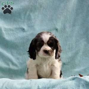 Cocker Spaniel Puppies For Sale | Greenfield Puppies