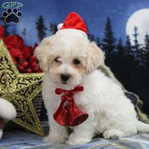 Bich-poo Puppies For Sale | Greenfield Puppies