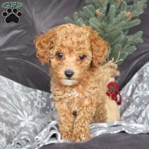 Cavapoo Puppies For Sale - Greenfield Puppies