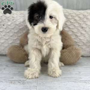 Marty Yoder - Greenfield Puppies