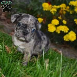 Willis Yoder - Greenfield Puppies