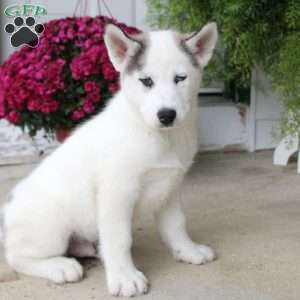 Daniel Zook - Greenfield Puppies