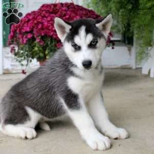 Daniel Zook - Greenfield Puppies