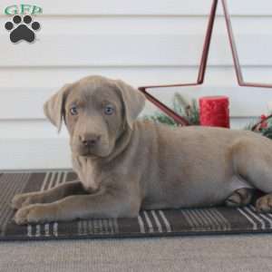 Silver Labrador Retriever Puppies For Sale | Greenfield Puppies