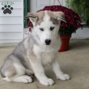 Daniel Zook - Greenfield Puppies