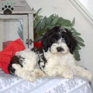 Cockapoo Puppies for Sale | Greenfield Puppies