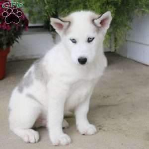 Daniel Zook - Greenfield Puppies