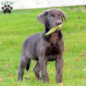 Charcoal Labrador Retriever Puppies for Sale | Greenfield Puppies