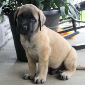 English Mastiff Puppies For Sale | Greenfield Puppies