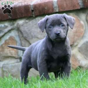 Charcoal Labrador Retriever Puppies for Sale | Greenfield Puppies