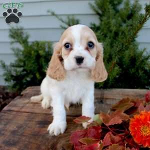 Cockalier Puppies For Sale | Greenfield Puppies