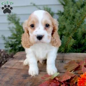 Cockalier Puppies For Sale | Greenfield Puppies