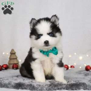 Pomsky Puppies For Sale | Greenfield Puppies