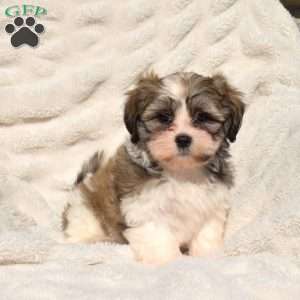 Havashu Puppies For Sale - Greenfield Puppies