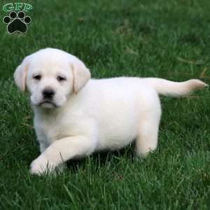 Yellow Labrador Retriever Puppies For Sale | Greenfield Puppies