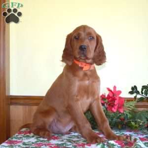 Irish Setter Puppies For Sale | Greenfield Puppies