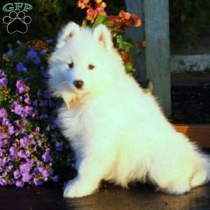 Samoyed Puppies For Sale - Greenfield Puppies