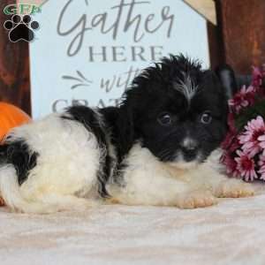 Cavapoo Puppies For Sale - Greenfield Puppies