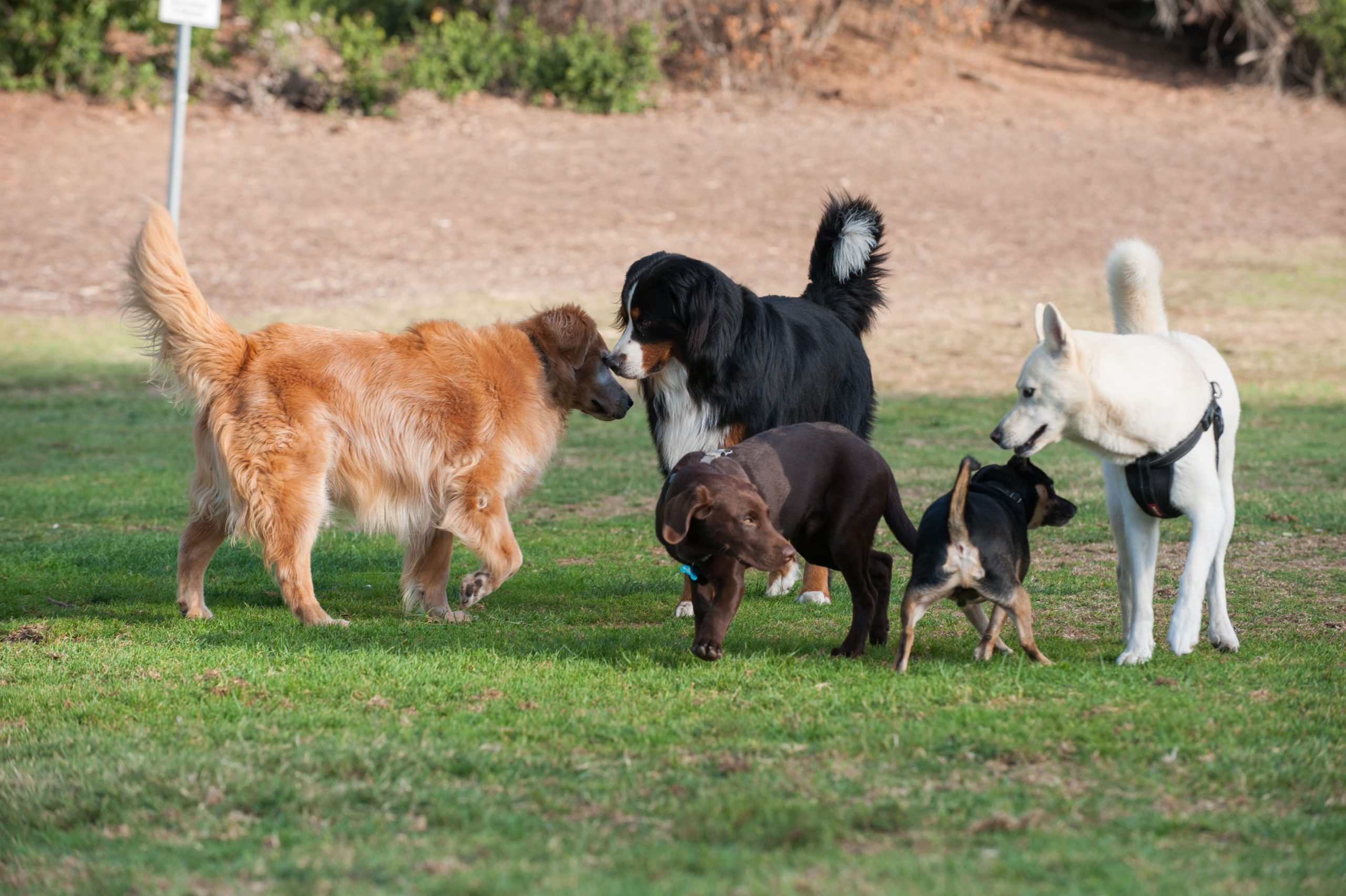 Tips to Help Your Shy Dog Interact With Other Dogs and People