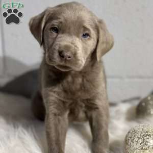 Silver Labrador Retriever Puppies For Sale - Greenfield Puppies