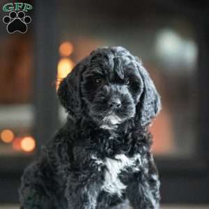 Springerdoodle Puppies for Sale | Greenfield Puppies