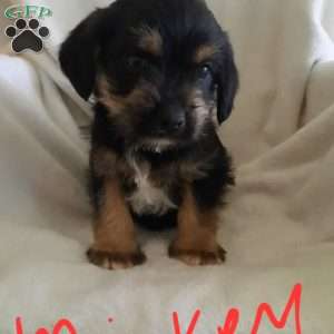 Miniature Schnauzer Mix Puppies For Sale | Greenfield Puppies