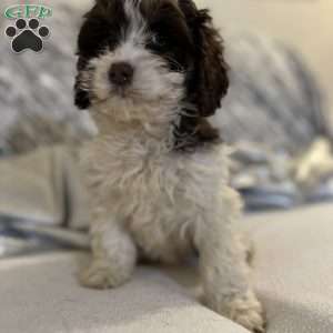 Daniel Zook - Greenfield Puppies