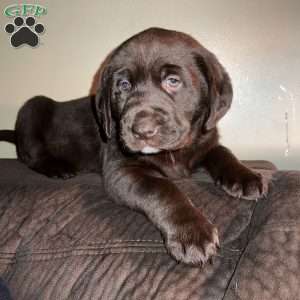 Cody Felker - Greenfield Puppies