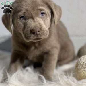 Elmer King - Greenfield Puppies