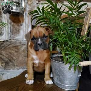 Boxer Puppies For Sale - Greenfield Puppies