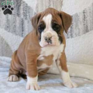 Boxer Puppies For Sale - Greenfield Puppies