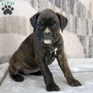 Boxer Puppies For Sale - Greenfield Puppies