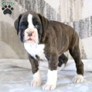 Boxer Puppies For Sale - Greenfield Puppies