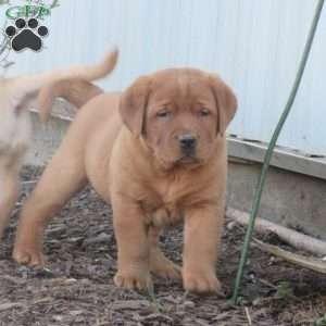 Fox Red Labrador Retriever Puppies for Sale | Greenfield Puppies