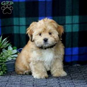 Havanese Mix Puppies For Sale | Greenfield Puppies
