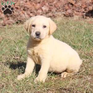 Yellow Labrador Retriever Puppies For Sale | Greenfield Puppies