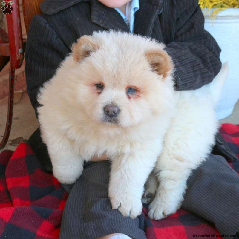 Cream Chow Chow Puppy