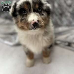 Sarah Stoltzfus - Greenfield Puppies