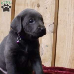 Charcoal Labrador Retriever Puppies for Sale | Greenfield Puppies