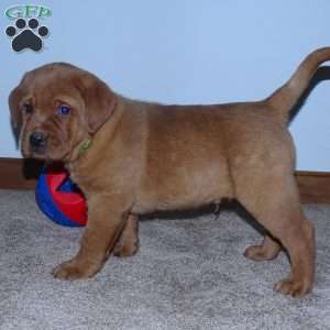 Fox Red Labrador Retriever Puppies for Sale | Greenfield Puppies