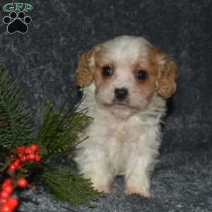 Willis Yoder - Greenfield Puppies