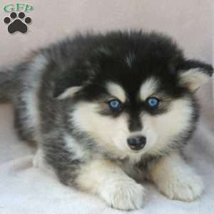 Pomsky Puppies For Sale - Greenfield Puppies
